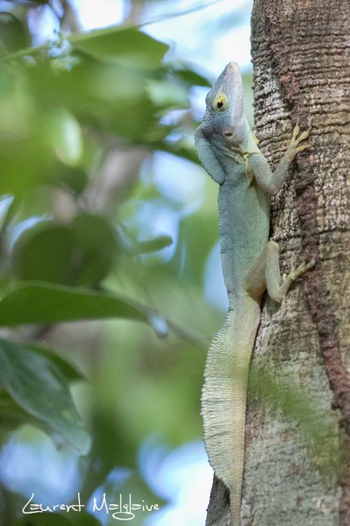 Anolis