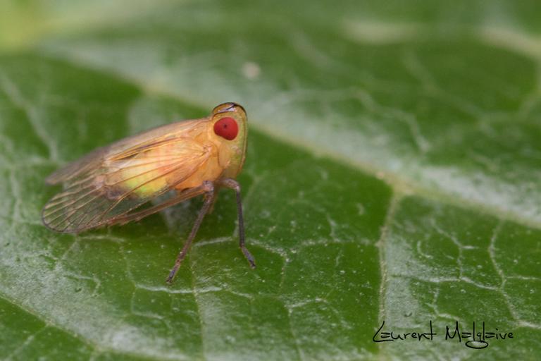 Cicadelle, espèce à déterminer
